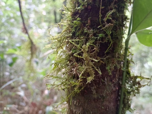 Cnipsomorpha erinacea · iNaturalist