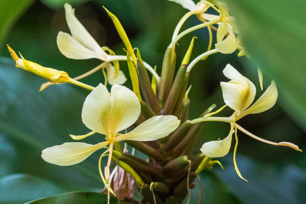 Yellow ginger (Hedychium flavescens) - Botanical Realm