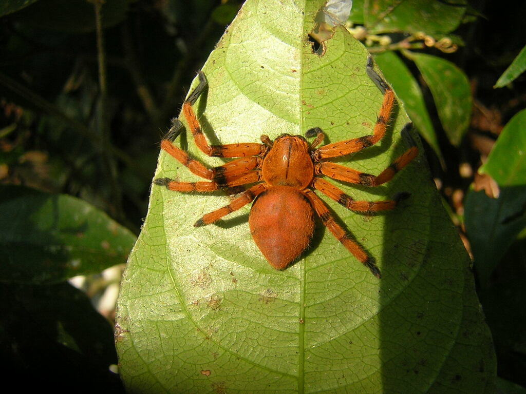Orange huntsman spider from District de Cayo, Belize on January 01 ...