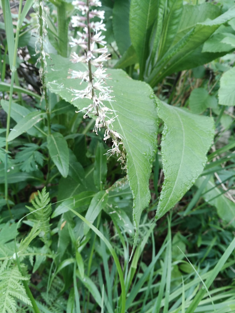 Macropodium nivale from Кабанский р-н, Респ. Бурятия, Россия on June 9 ...