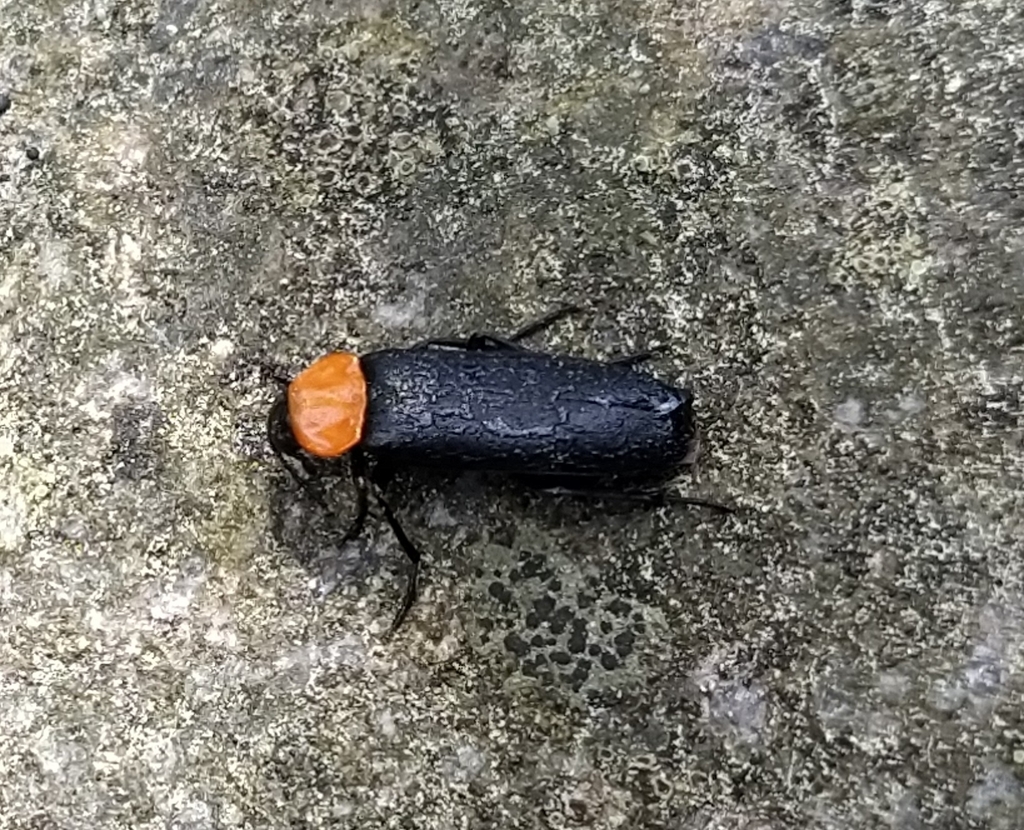 Phryganophilus ruficollis from Ленинградская обл., Россия, 188741 on ...