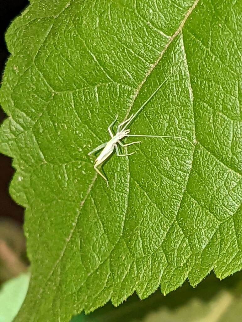Common Tree Crickets from Knightdale, NC, USA on June 20, 2022 at 10:31 ...