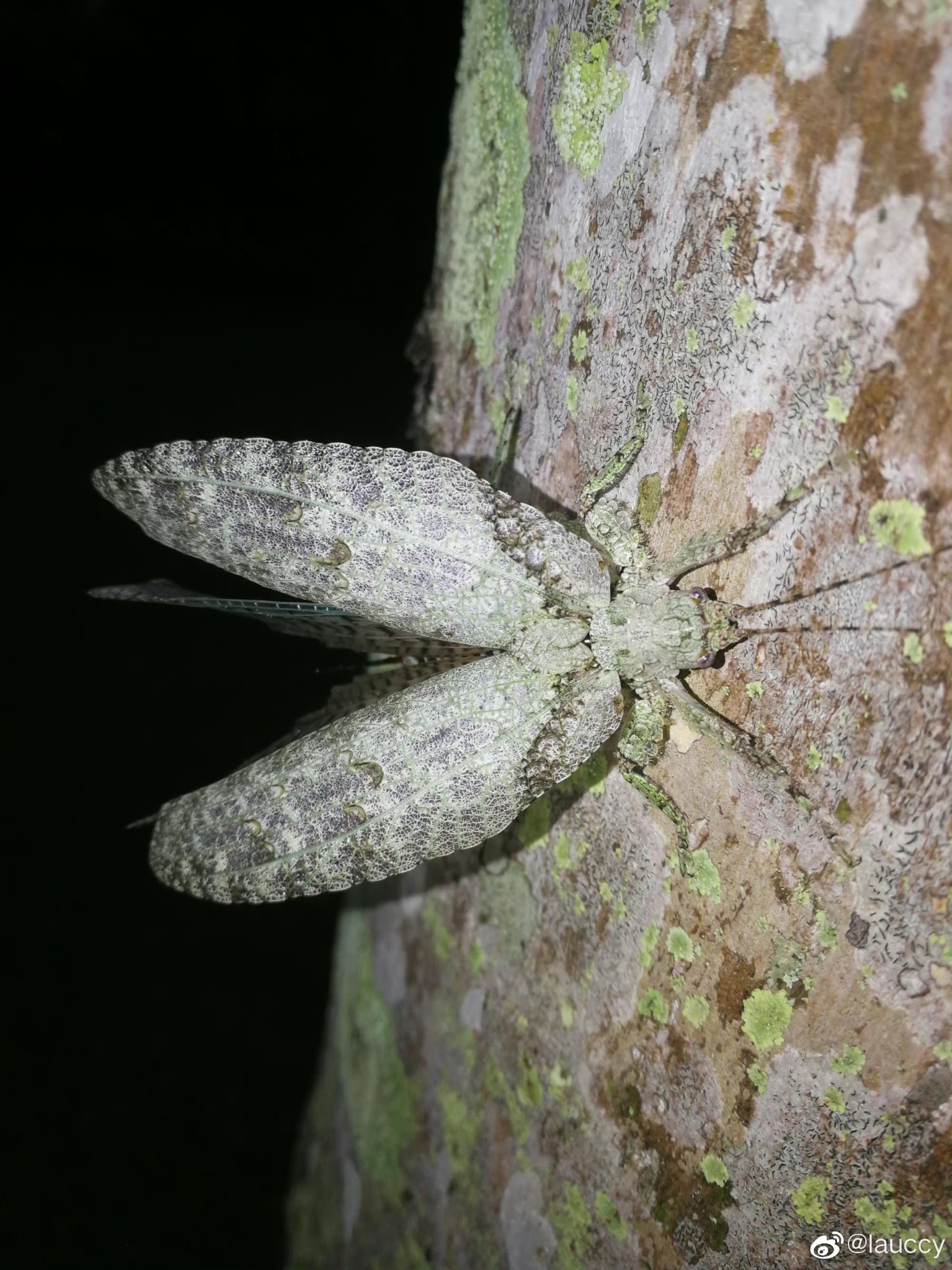 Sathrophyllia femorata (Fabricius, 1787)