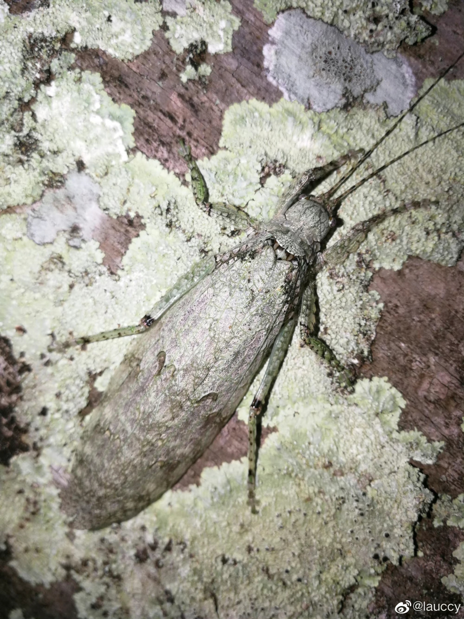 Sathrophyllia femorata (Fabricius, 1787)