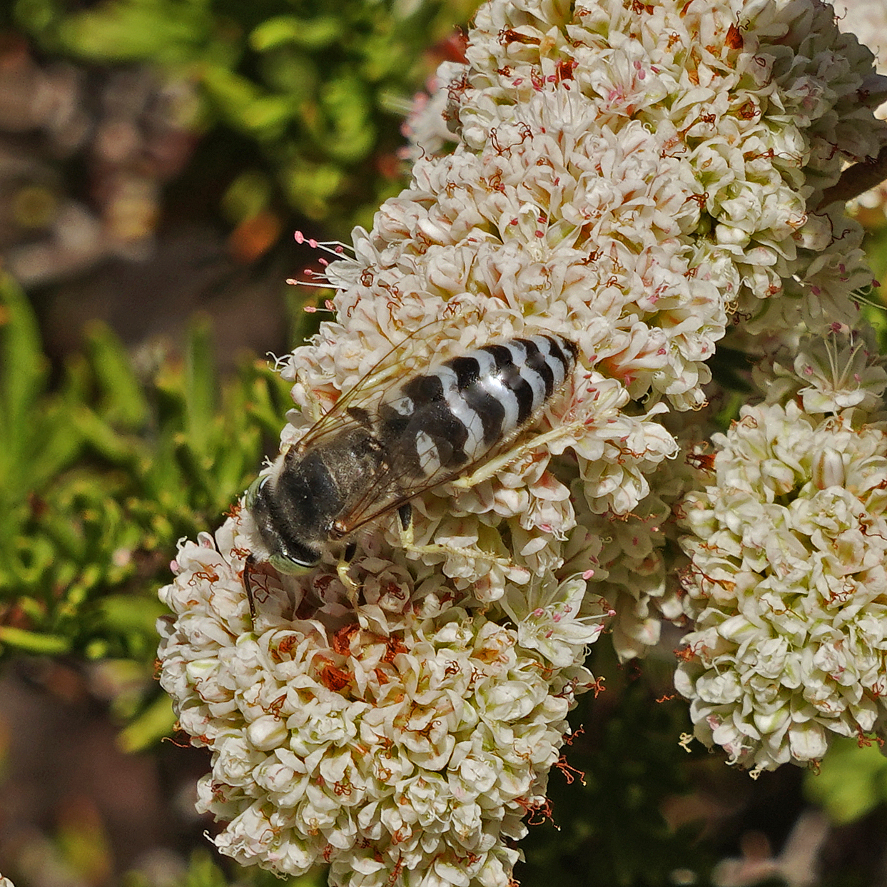 Bembix americana Fabricius, 1793