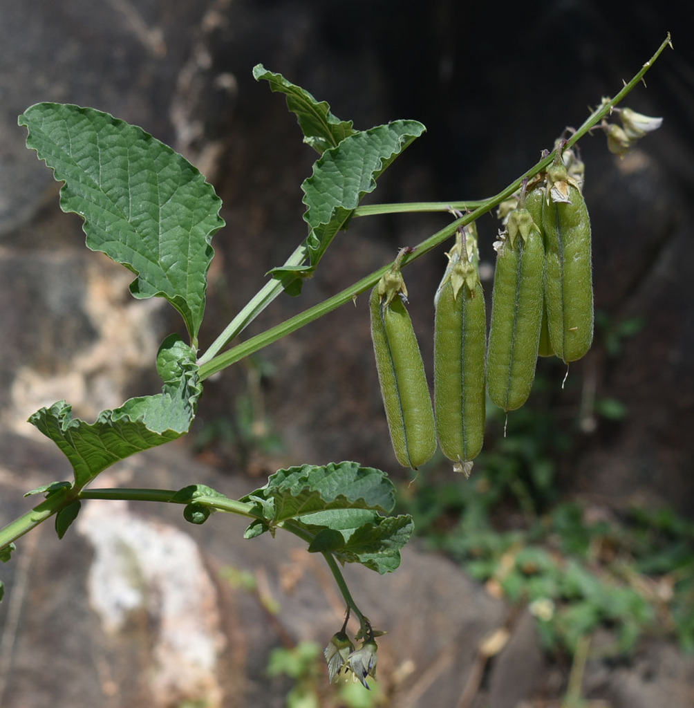 Blue Rattlepod from Einasleigh QLD 4871, Australia on April 05, 2022 at ...
