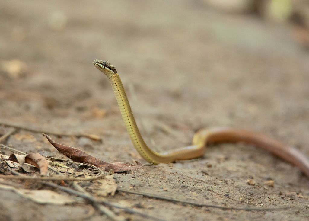 Collared Black-headed Snake from Mueang Khong, Chiang Dao District ...