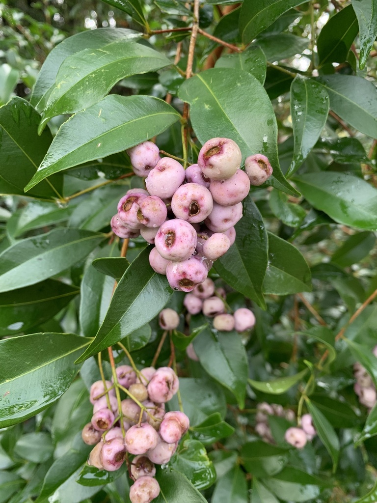 Lilly Pilly (Syzygium smithii) - Botanical Realm