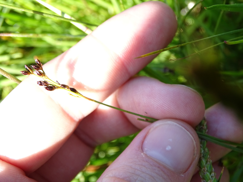 Saltmeadow Rush from Isle of Wight, UK on June 20, 2022 at 01:05 PM by ...