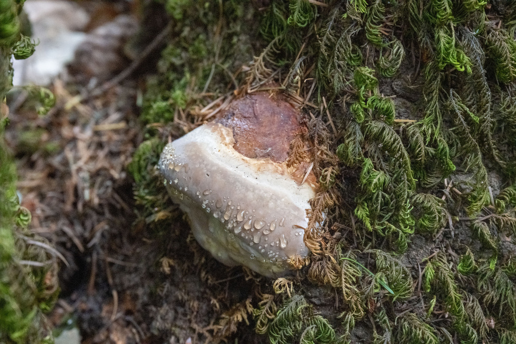 Northern Red Belt from CA-35 &, Skyline Blvd, Redwood City, CA 94062 ...