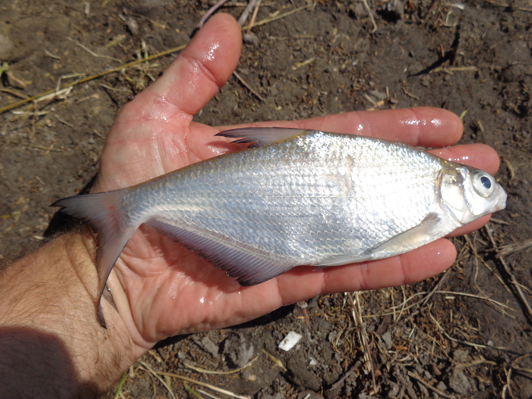 Ballerus sapa (Pallas, 1814)