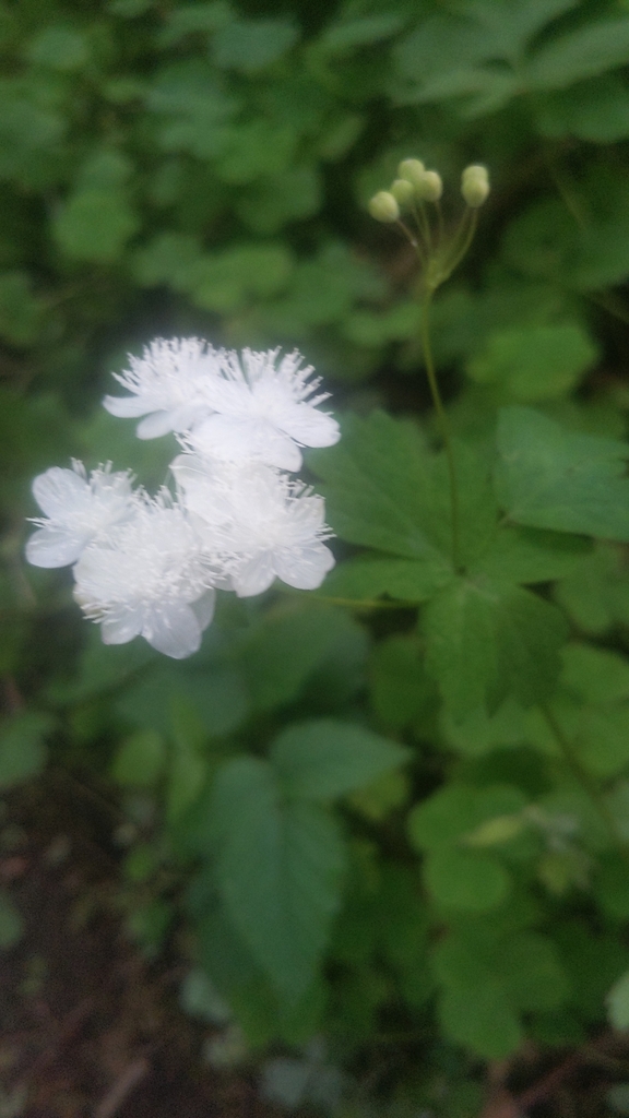 Willamette False Rue Anemone from Pacific County, US-WA, US on June 20 ...