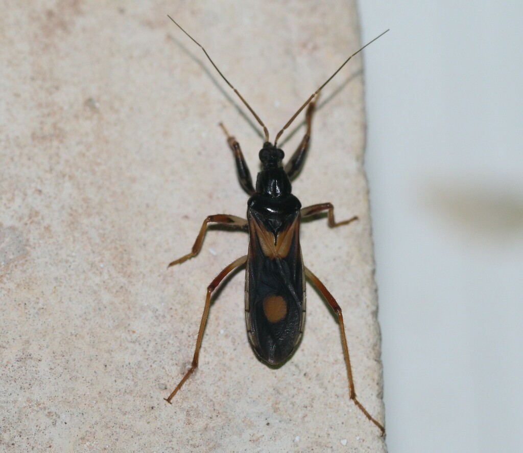 Rasahus hamatus from South Side, Corpus Christi, TX, USA on June 20 ...