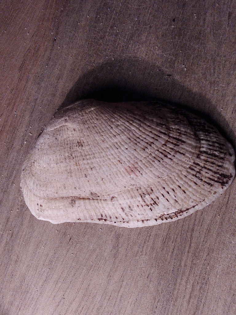 Barbatia from Newcastle NSW, Australia on June 18, 2022 at 06:13 PM by ...