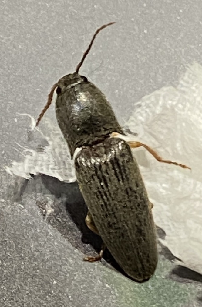 Monocrepidius from Millbrook Rd, King River, WA, AU on June 21, 2022 at ...