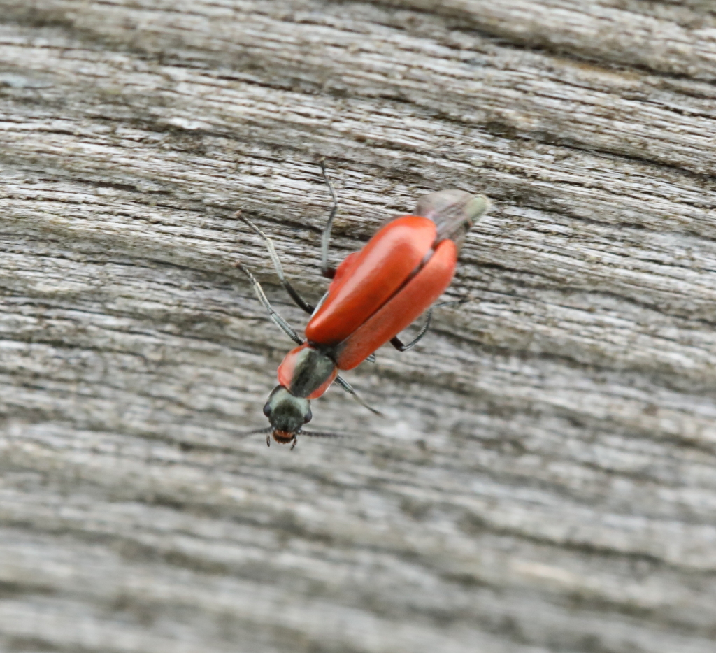 Red Malachite Beetle from Oudalle, France on September 14, 2021 at 09: ...