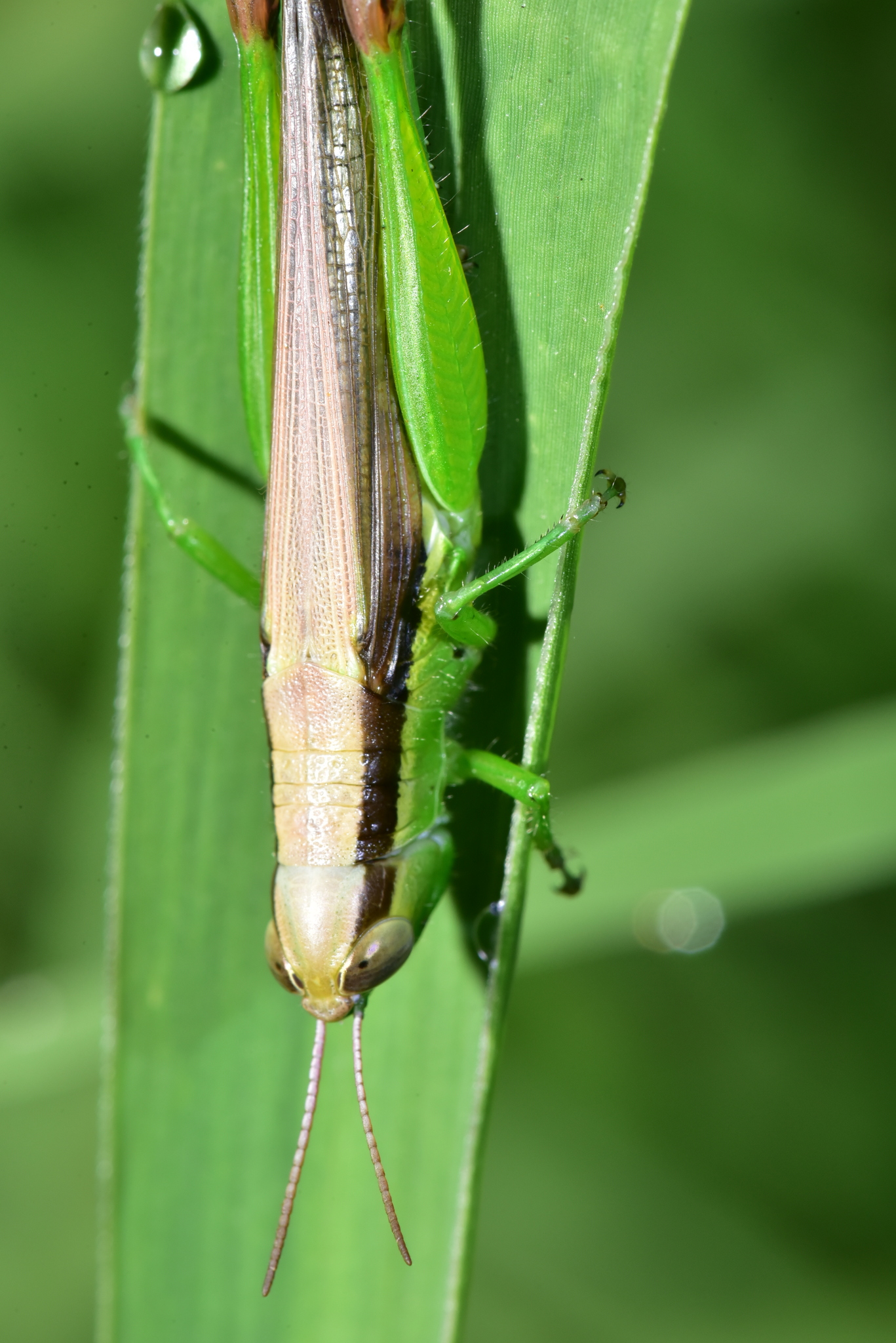 Oxya chinensis (Thunberg, 1815)