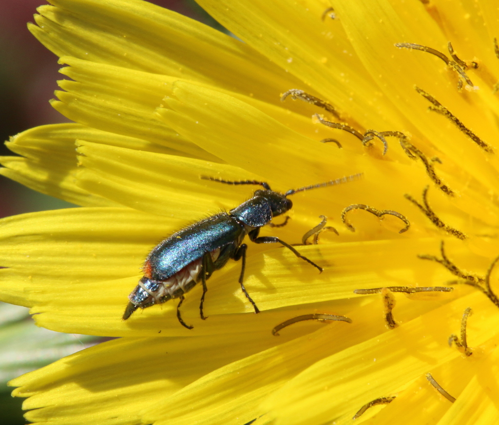 Cordylepherus viridis from Gonfreville-l'Orcher, France on June 24 ...