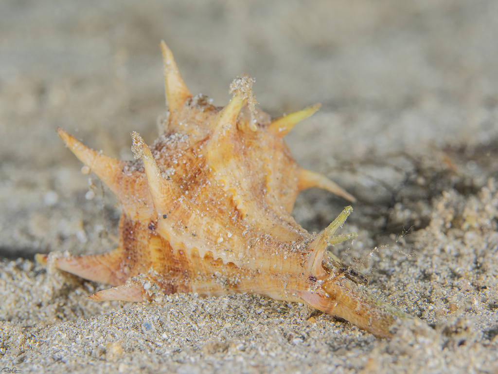 Purple Dye Murex from San, מאלי on October 08, 2017 at 06:37 PM by Rafi ...