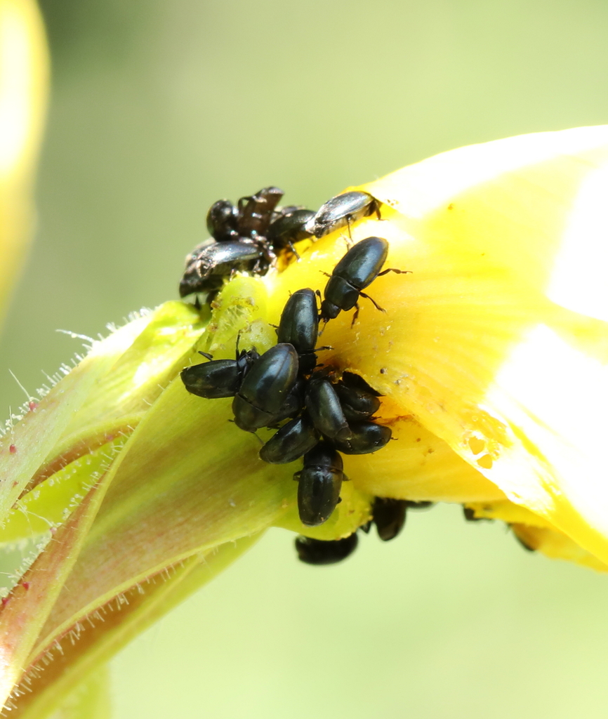 Common Pollen Beetle from Gonfreville-l'Orcher, France on June 16, 2022 ...