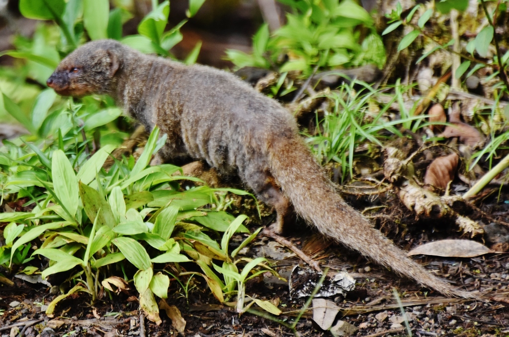 Small Indian Mongoose (Urva auropunctata) - Know Your Mammals