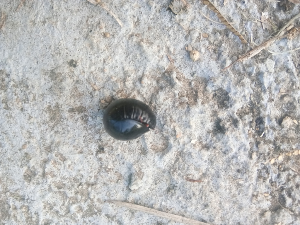 Pill Cockroaches in September 2021 by Temjen · iNaturalist