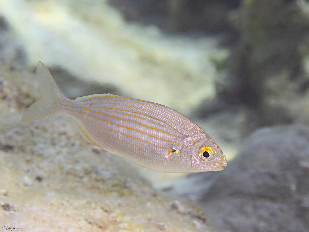 Salema Porgy (Sarpa salpa) - Marine Life Identification