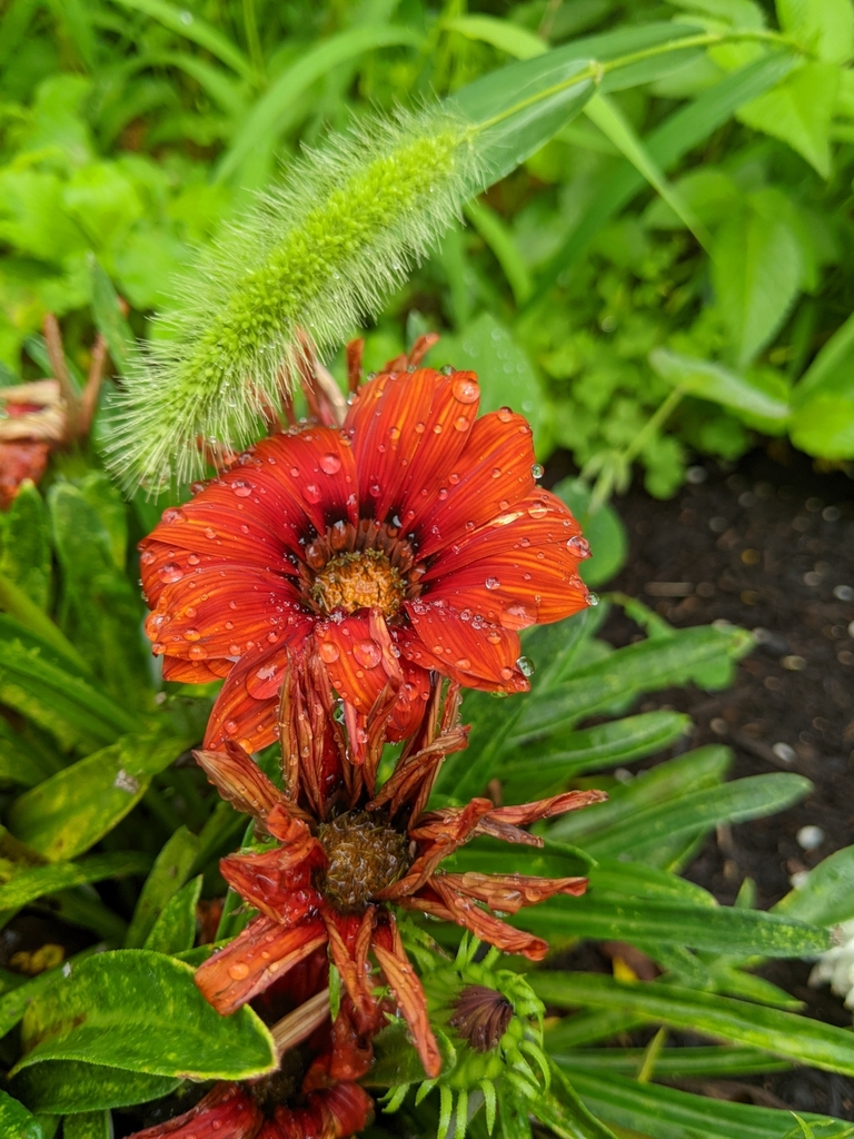 Treasure Flowers from Kochi on June 21, 2022 at 04:23 PM by jalersol ...