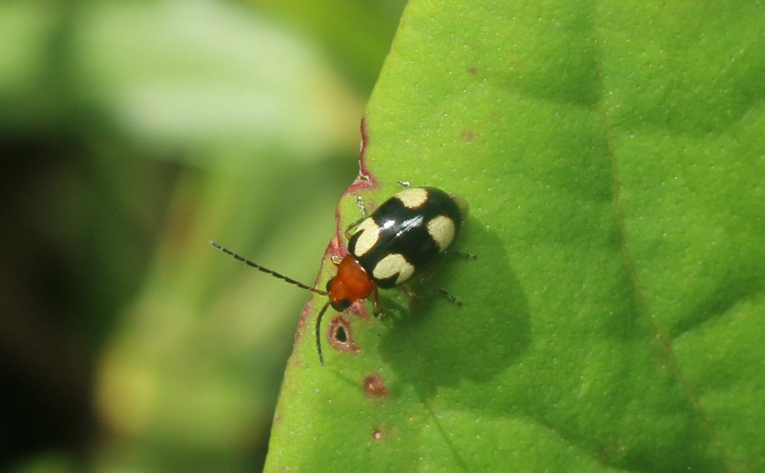 Monolepta signata (Olivier, 1808)