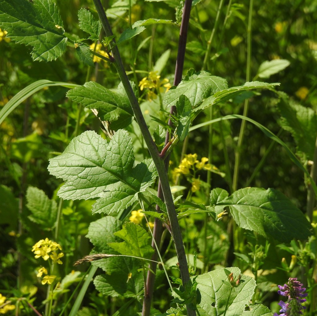 Black Mustard (Mutarda nigra) - Botanical Realm
