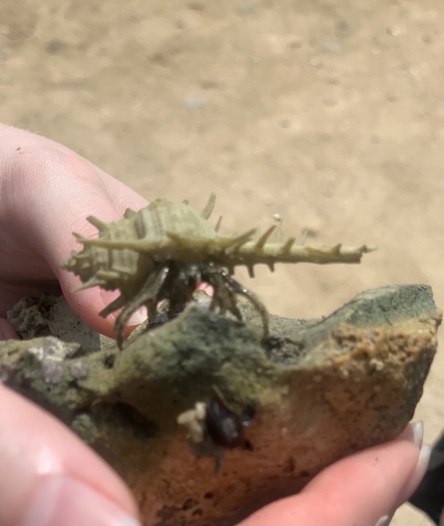 Murex in June 2022 by rana_ama · iNaturalist
