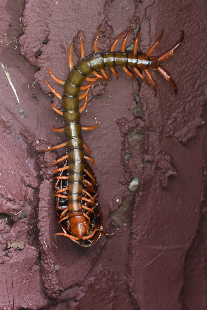 Scolopendra multidens from 梅东四路, 深圳市, 广东省, CN on June 20, 2022 at 10:44 ...