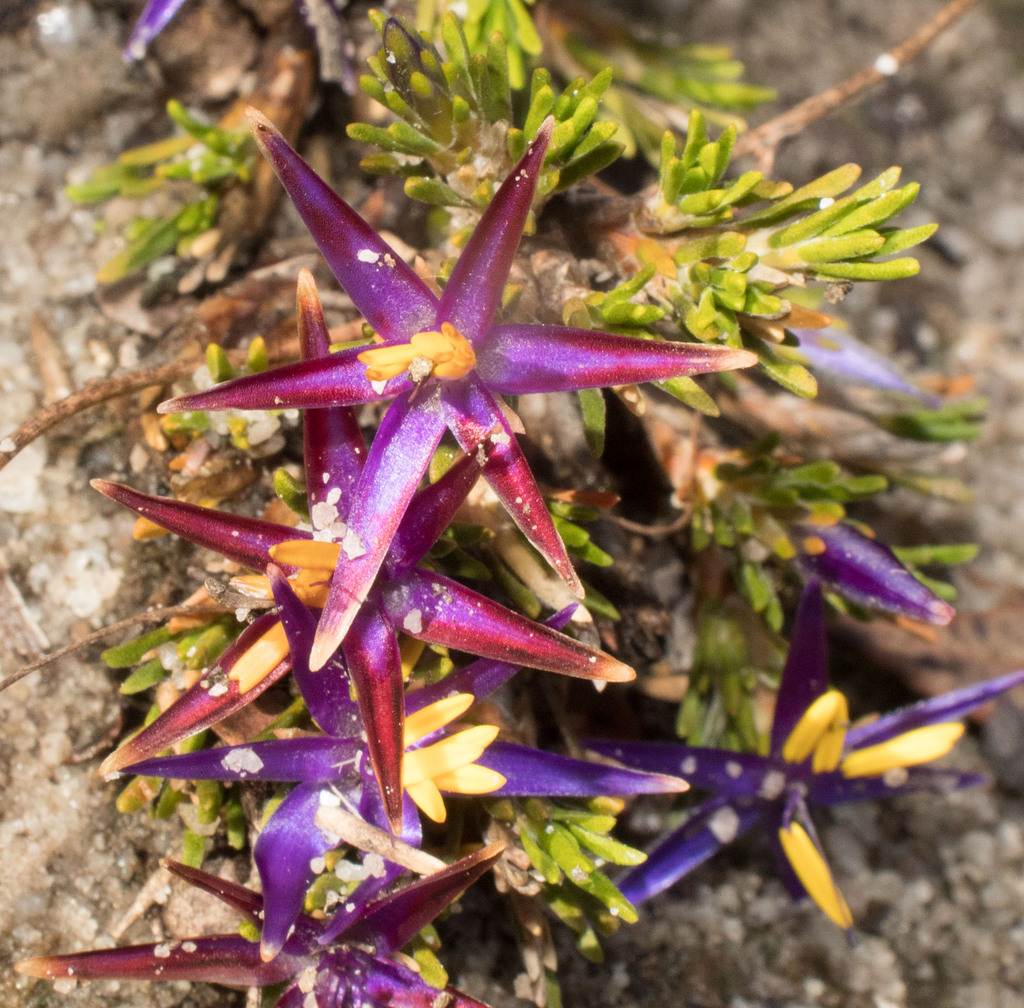 (Calectasia obtusa) - Botanical Realm