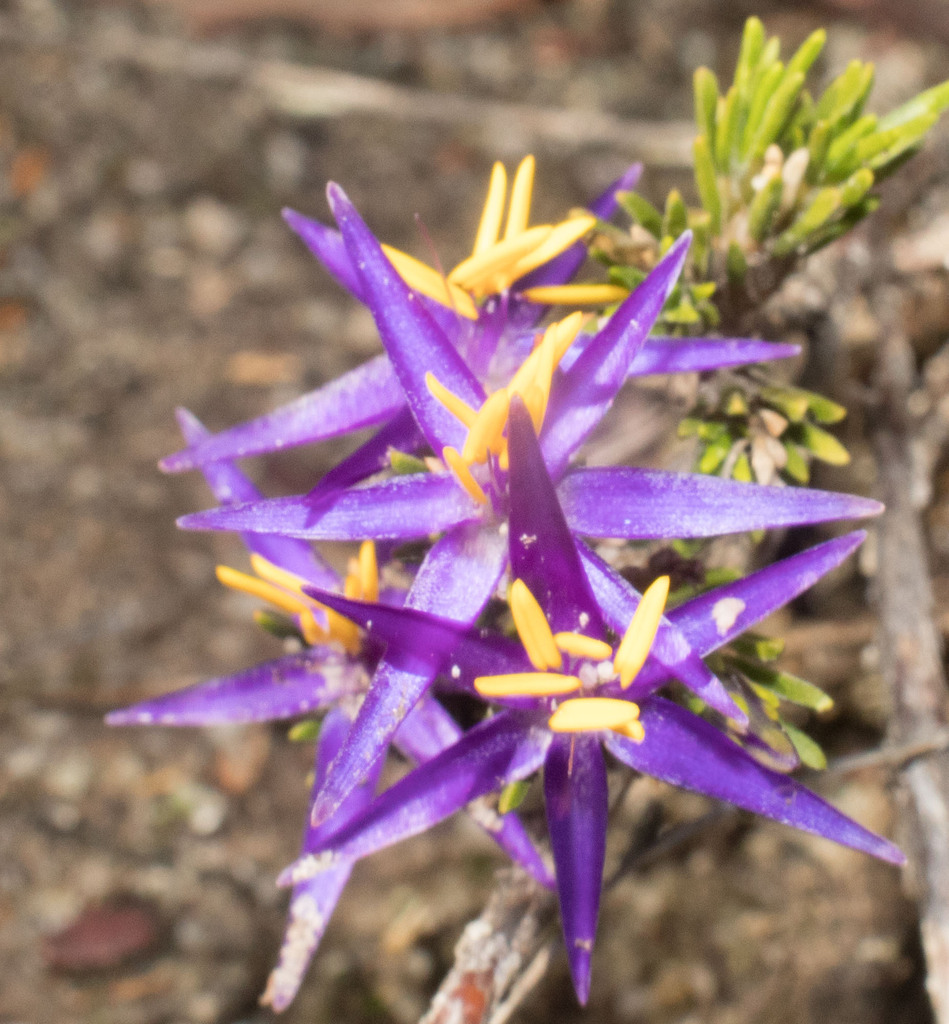(Calectasia obtusa) - Botanical Realm