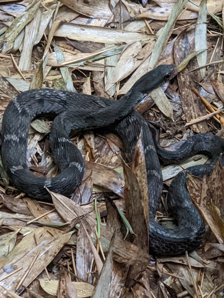 Stejneger's Bamboo Snake in June 2022 by vivian_tseng. 黑色型 · iNaturalist