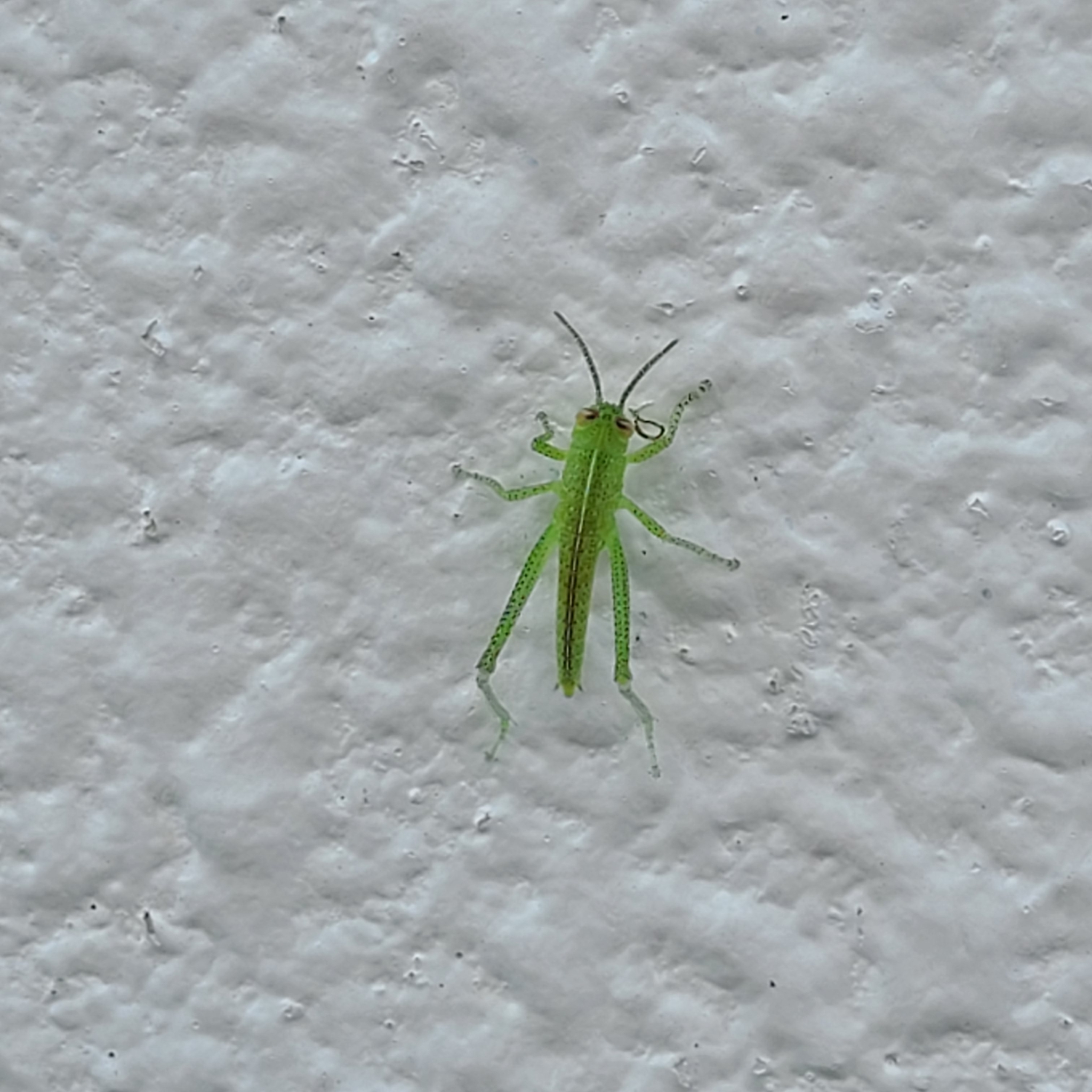 Patanga succincta (Johannson, 1763)