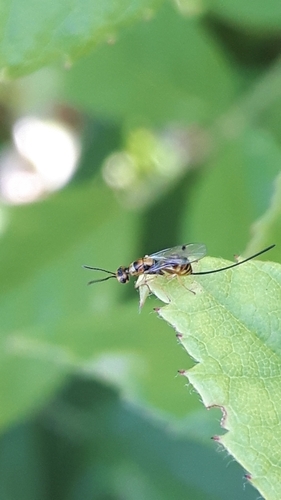 Fir Seed Chalcid Wasp (Megastigmus pinus) · iNaturalist