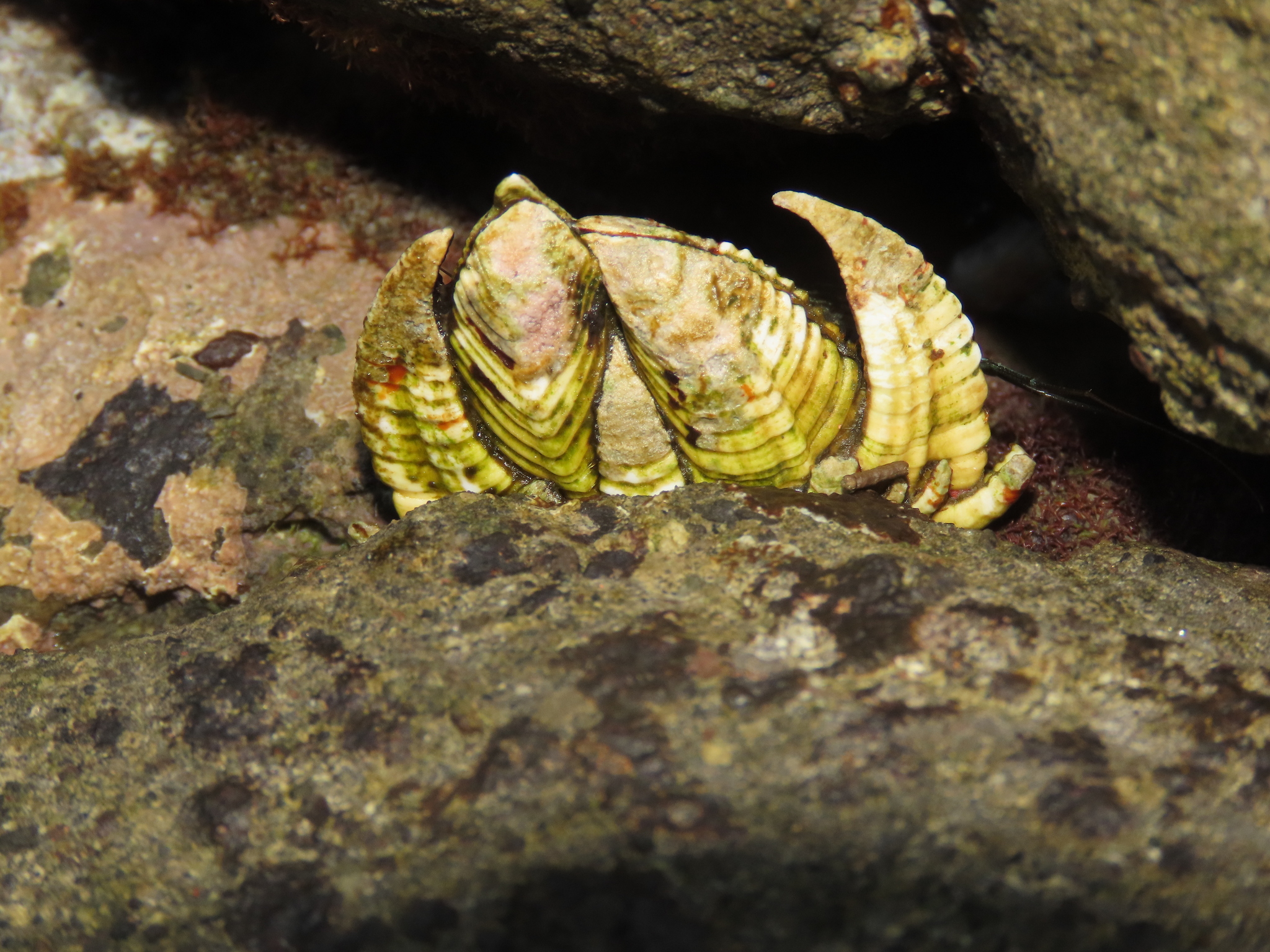 Capitulum mitella (Linnaeus, 1758)
