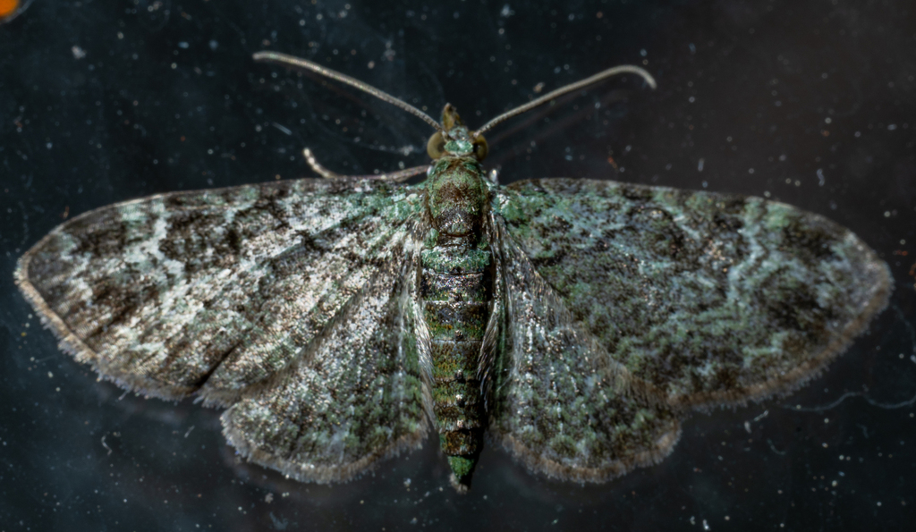 Green Pug in June 2022 by Patrick Hanly · iNaturalist