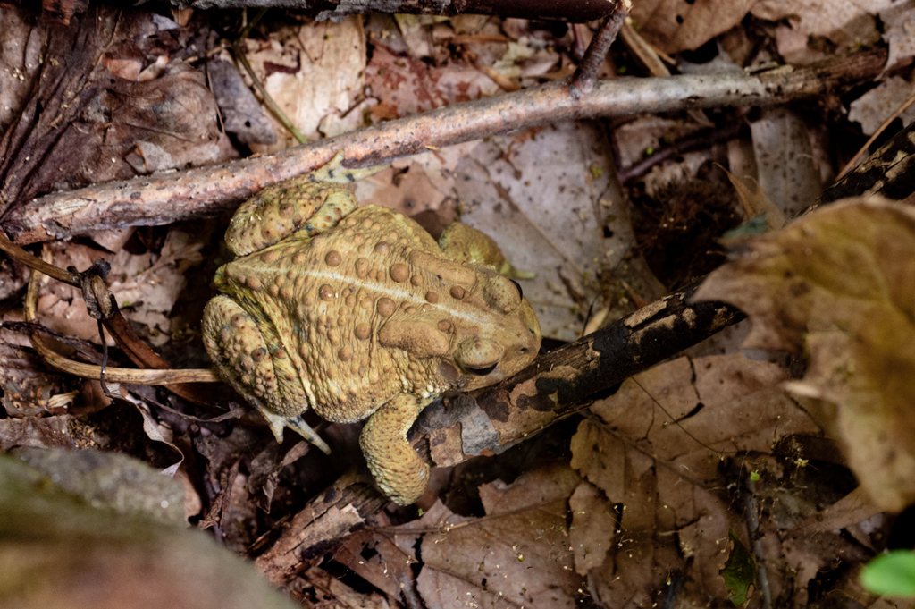 American Toad from Stark County, OH, USA on June 20, 2022 at 11:29 AM ...