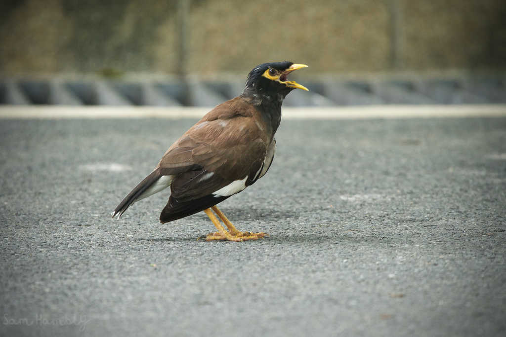 Common Indian Myna from Chatuchak, Bangkok 10900, Thailand on June 21 ...
