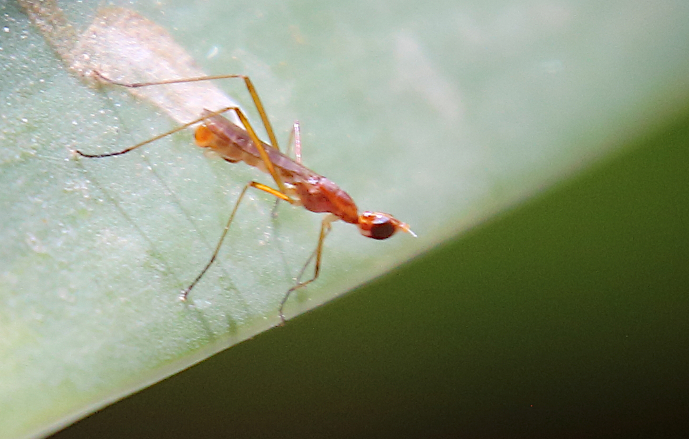 Stilt-legged Flies from Arizona-Sonora Desert Museum, Pima County, AZ ...