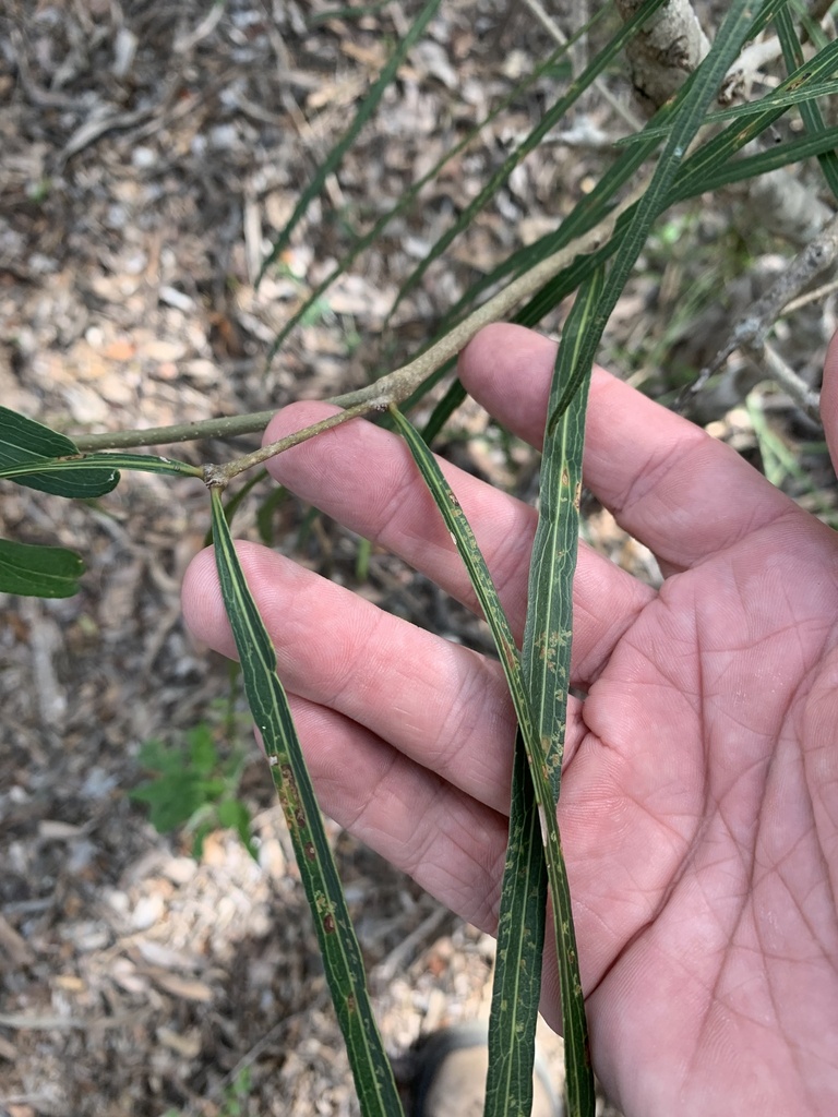 small-fruited mock olive from Carnarvon National Park, Carnarvon Park ...