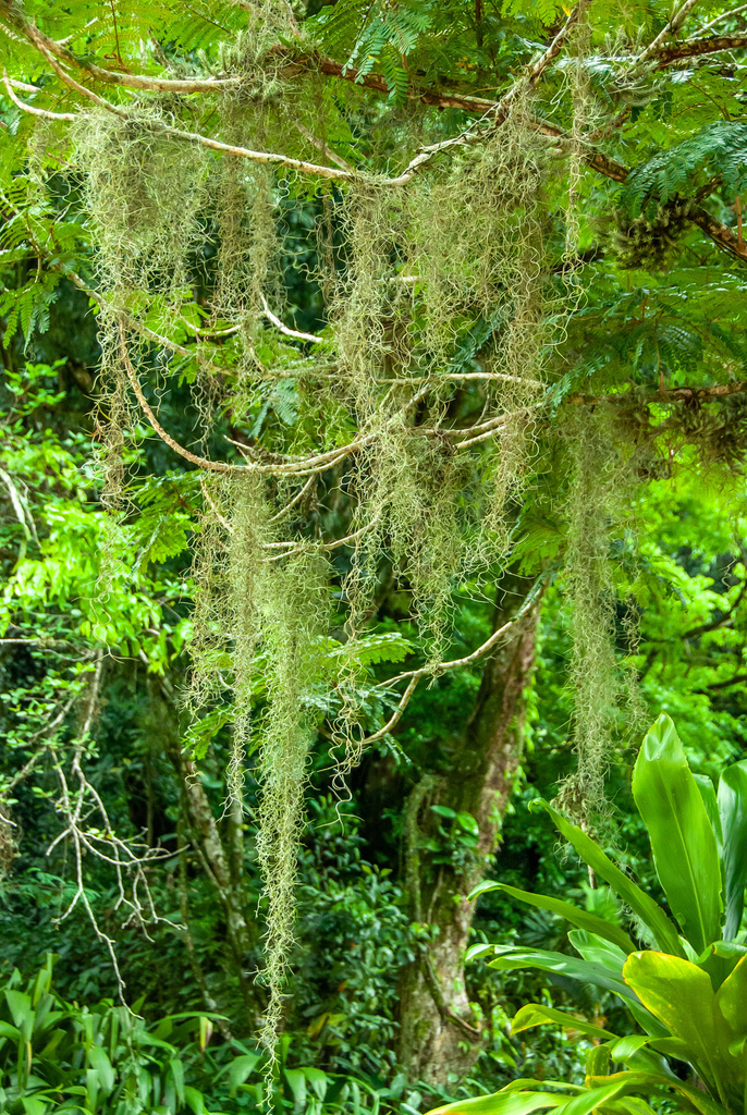 Spanish moss from Jardim Botânico, Rio de Janeiro - RJ, Brasil on ...