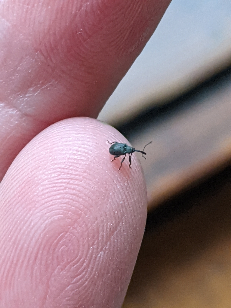 Why are weevils “cool”? : r/weeviltime