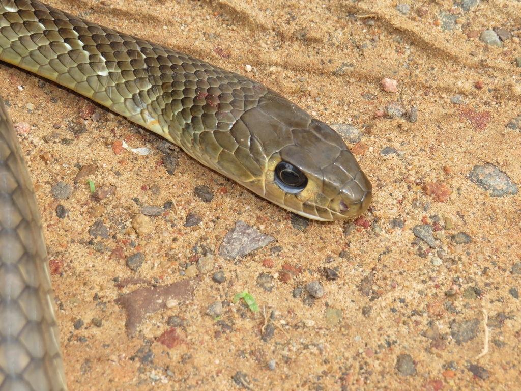 Indo-Chinese Rat Snake in February 2022 by Alfonsus Toribio Eko Saputro ...