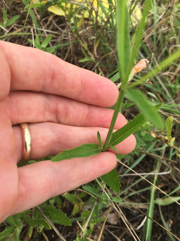 Brazilian Vervain (Invasive Plants of Houston (WiP)) · iNaturalist