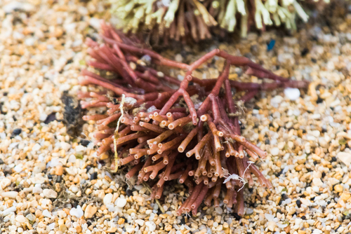 Family Galaxauraceae · iNaturalist