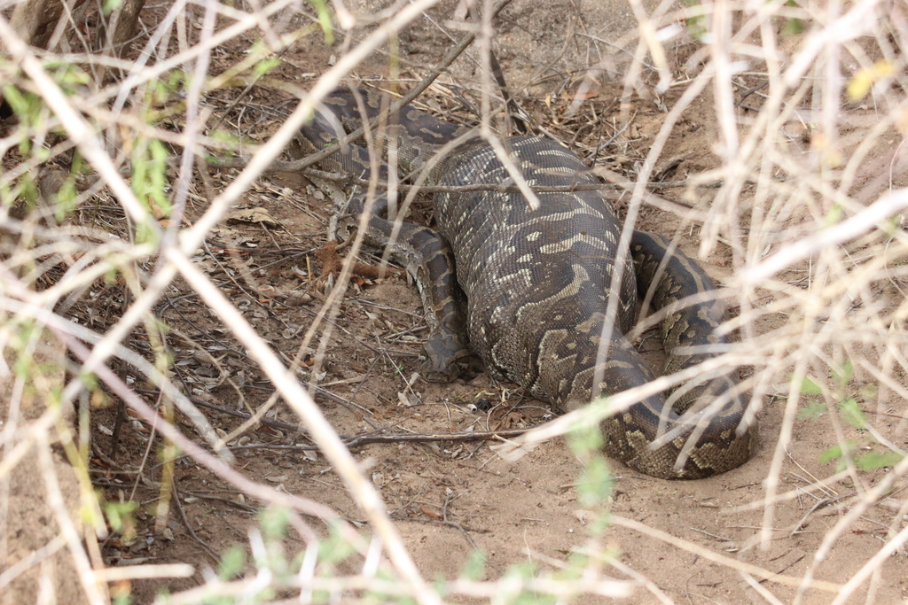 Southern African Python from Ehlanzeni, South Africa on February 04 ...