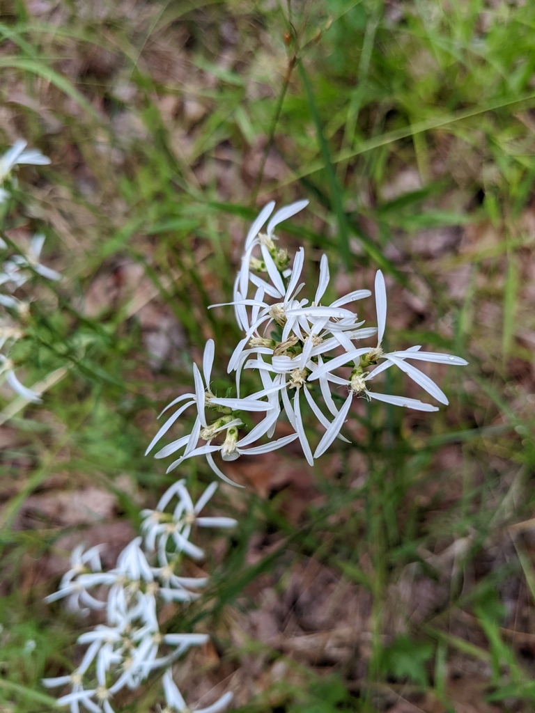 Narrowleaf Whitetop Aster from Chapel Hill, NC, USA on June 21, 2022 at ...